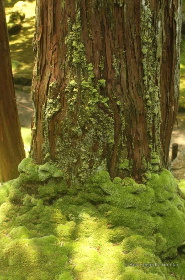 The Magic of Koke-dera, the Temple of Moss [Kyoto] – Best regards from far,
