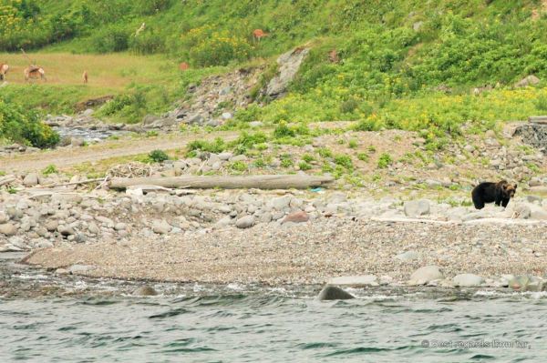 Where & How to See Wild Bears in Japan – Best regards from far,