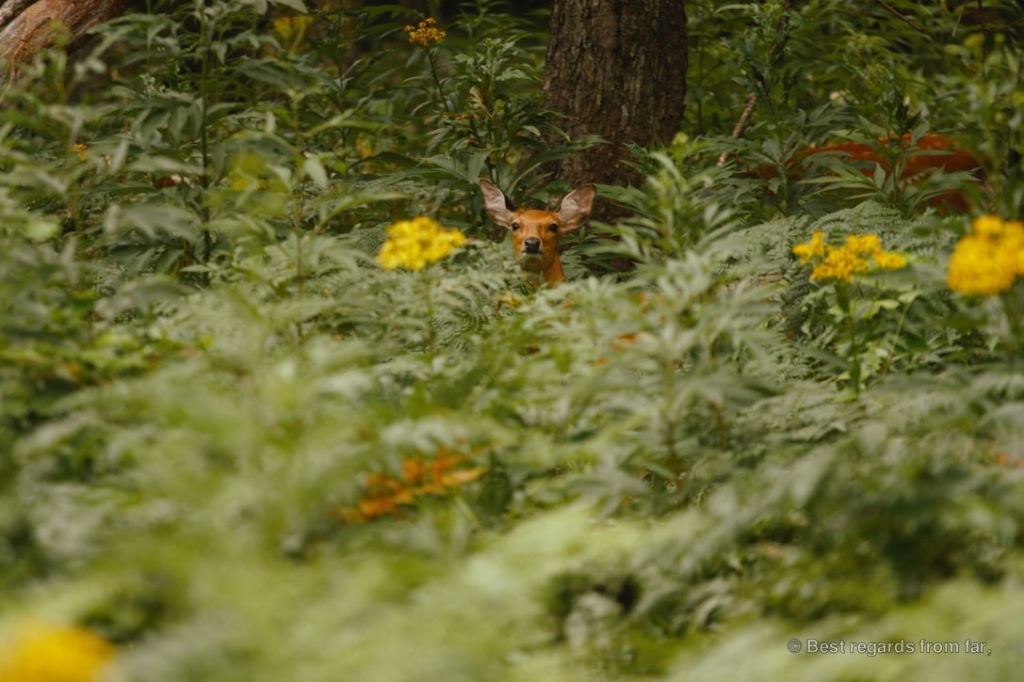 Where & How to See Wild Bears in Japan – Best regards from far,