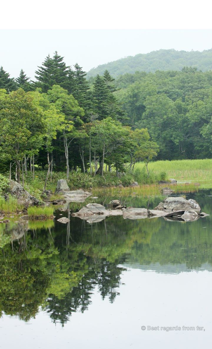 Where & How to See Wild Bears in Japan – Best regards from far,