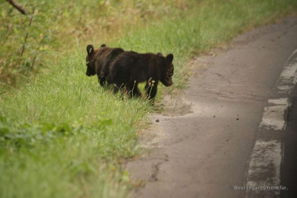 Where & How to See Wild Bears in Japan – Best regards from far,