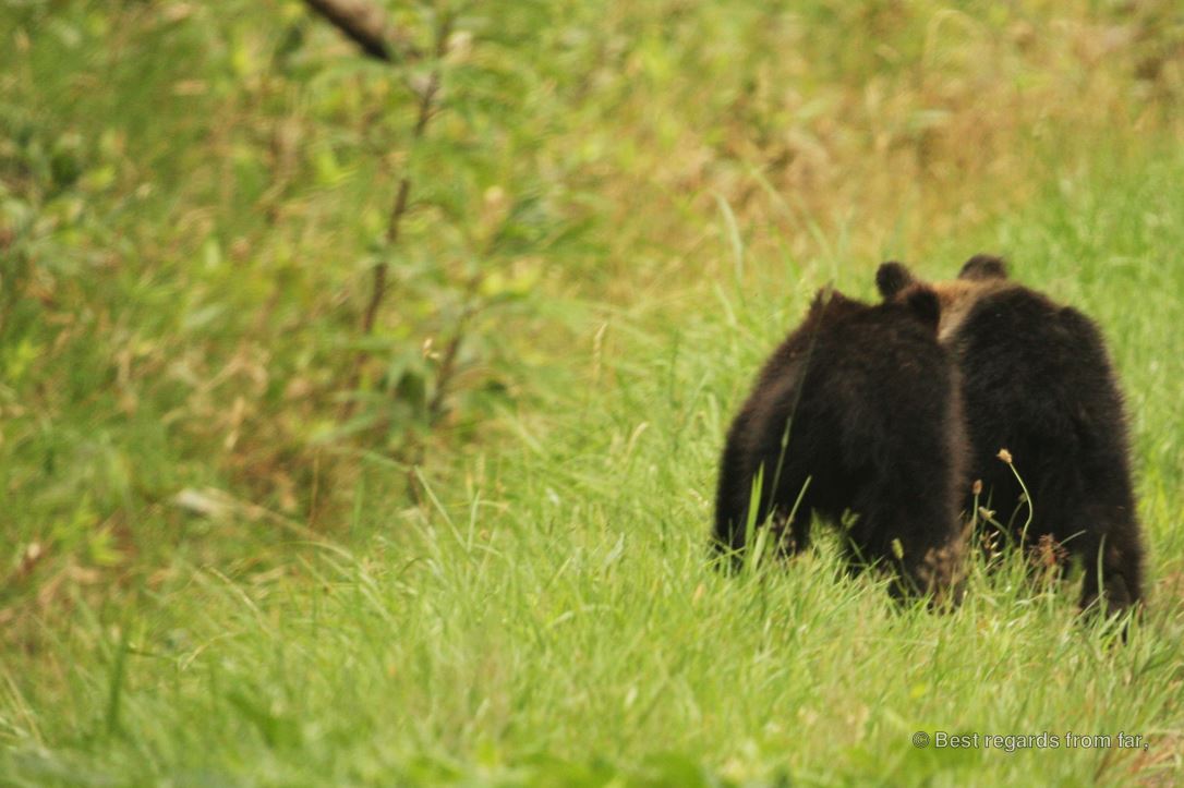 Where & How to See Wild Bears in Japan – Best regards from far,