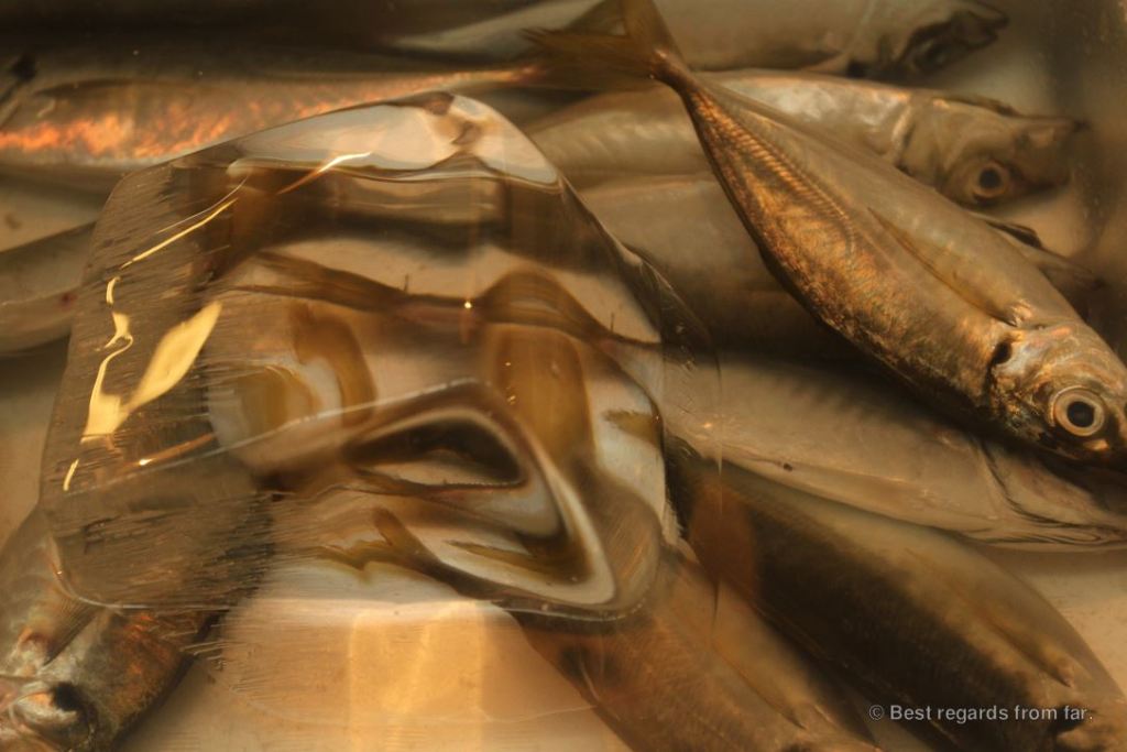 Tsukiji Fish Market and Tuna Auction [Tokyo] – Best regards from far,