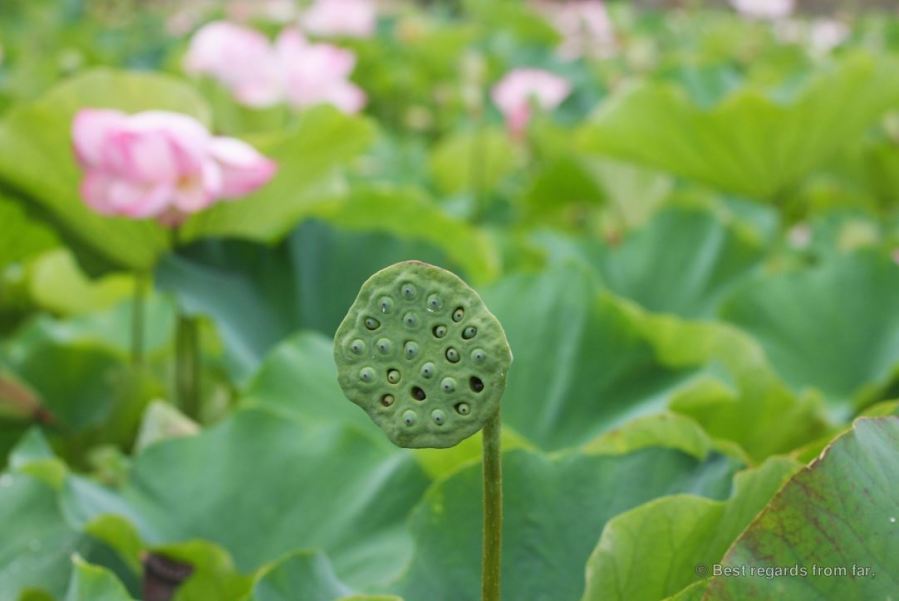 The Buddhist Sacred Lotus Flower – Best regards from far,