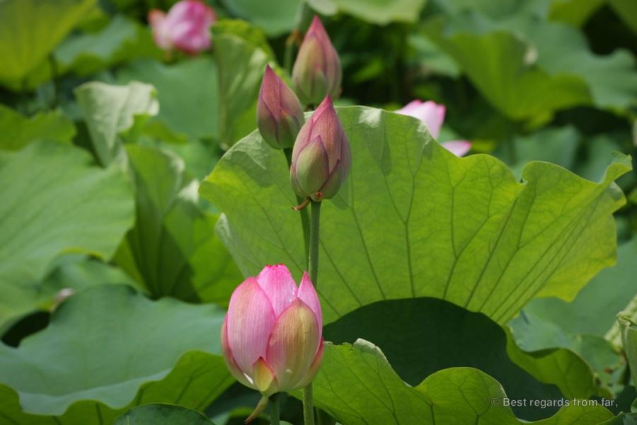 The Buddhist Sacred Lotus Flower – Best regards from far,