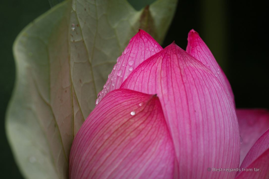 The Buddhist Sacred Lotus Flower – Best regards from far,