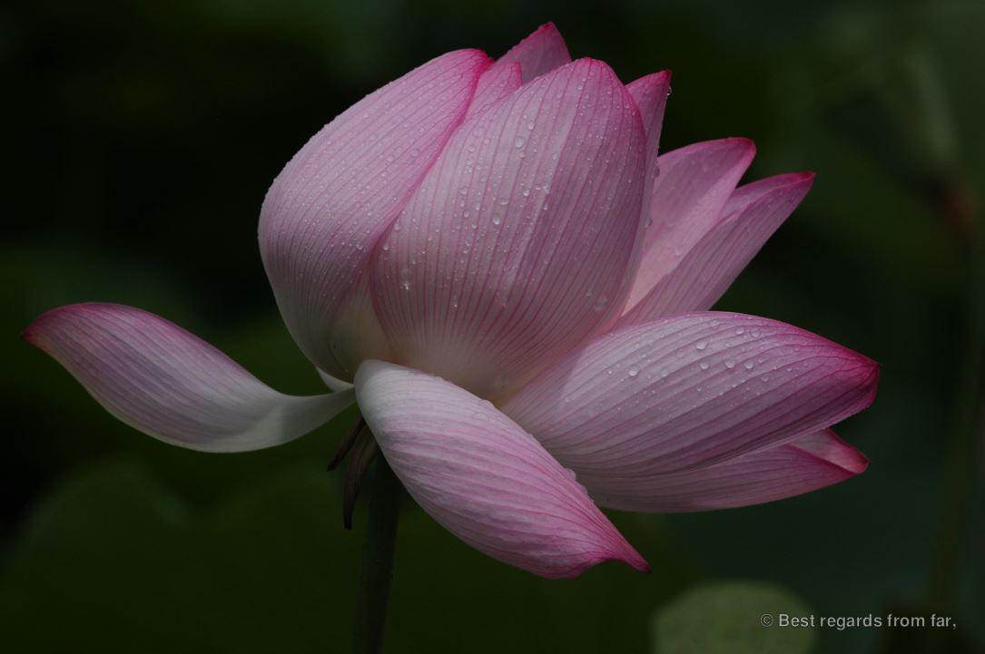 The Buddhist Sacred Lotus Flower – Best regards from far,