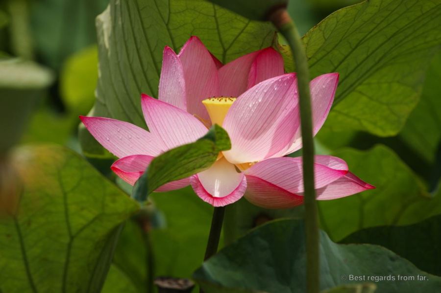 The Buddhist Sacred Lotus Flower – Best regards from far,