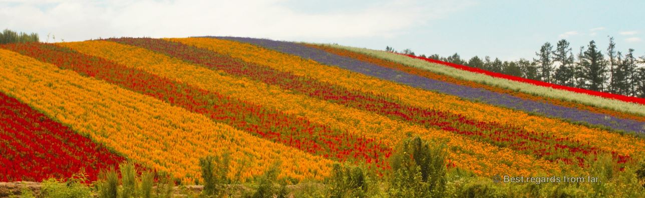 Biking Patchwork & Panorama Roads in Biei, Hokkaido: the Provence of ...