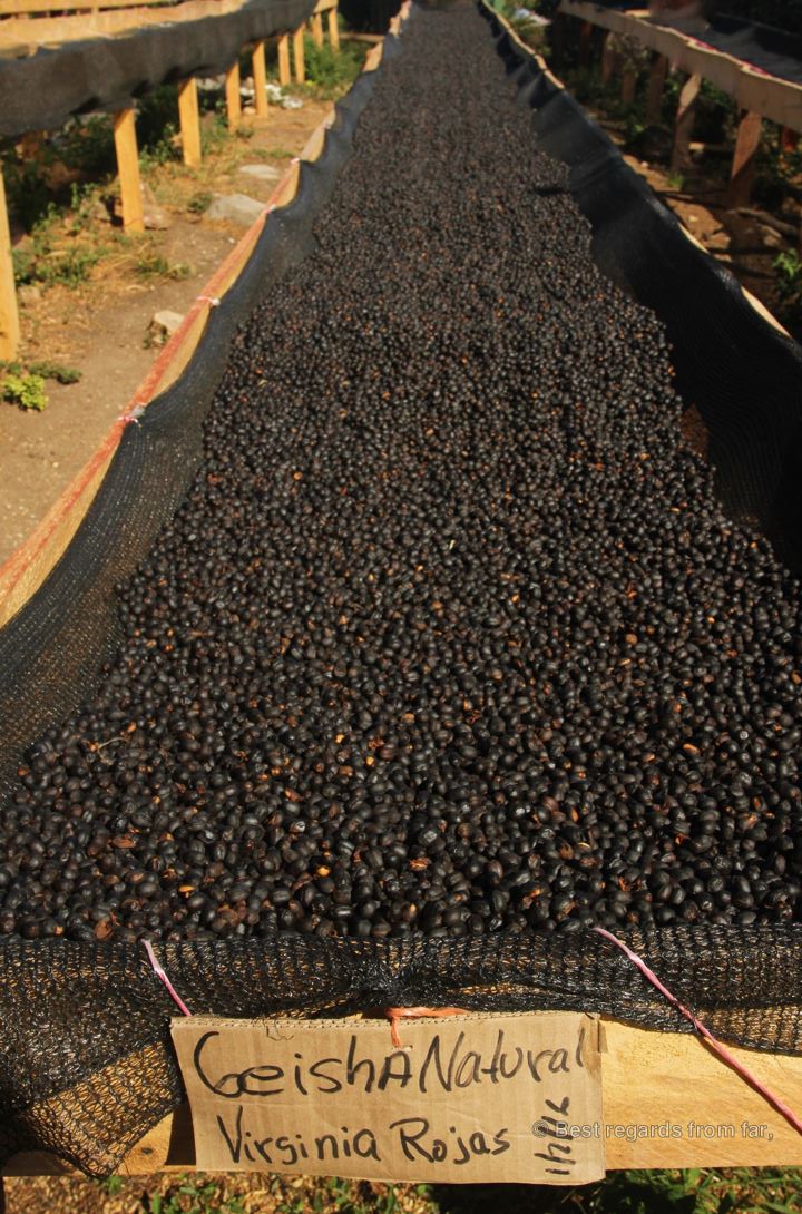 Tasting the Best Coffee in the World in Boquete, Panama – Best regards ...