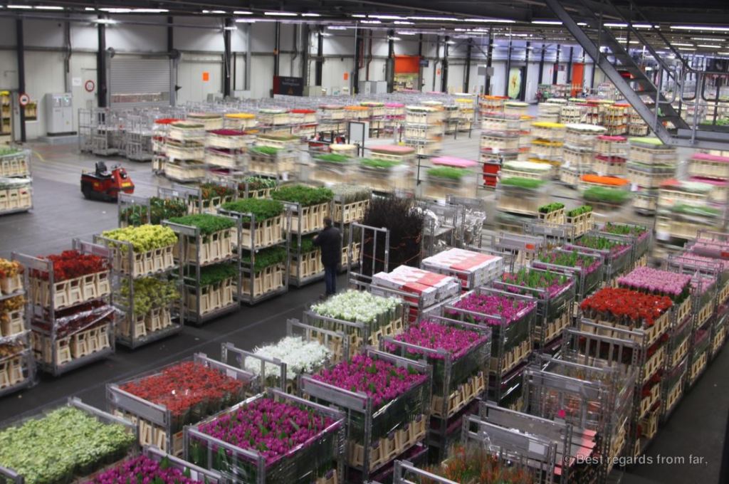 Witness the biggest flower auction in the world! – Best regards from far,