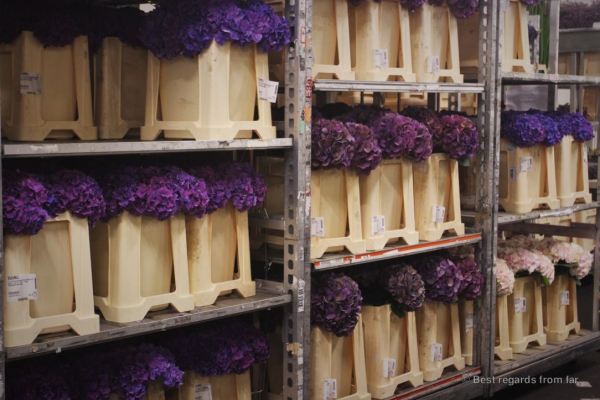 Witness the biggest flower auction in the world! – Best regards from far,