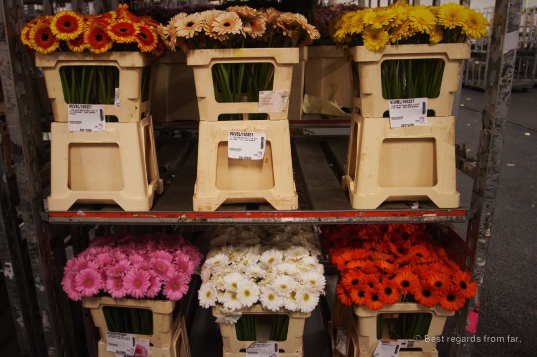 Witness the biggest flower auction in the world! – Best regards from far,