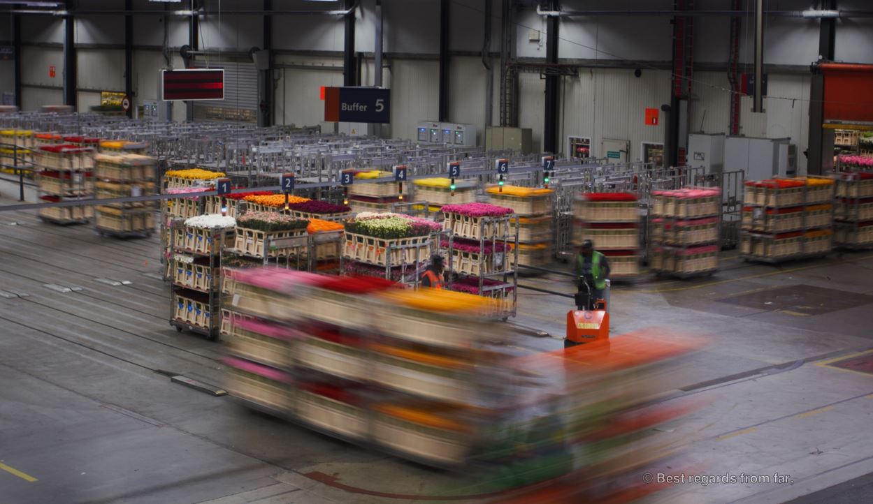 Witness the biggest flower auction in the world! – Best regards from far,