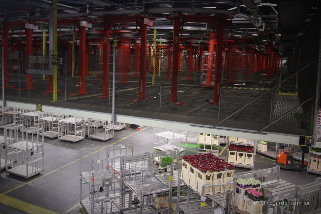 Witness the biggest flower auction in the world! – Best regards from far,