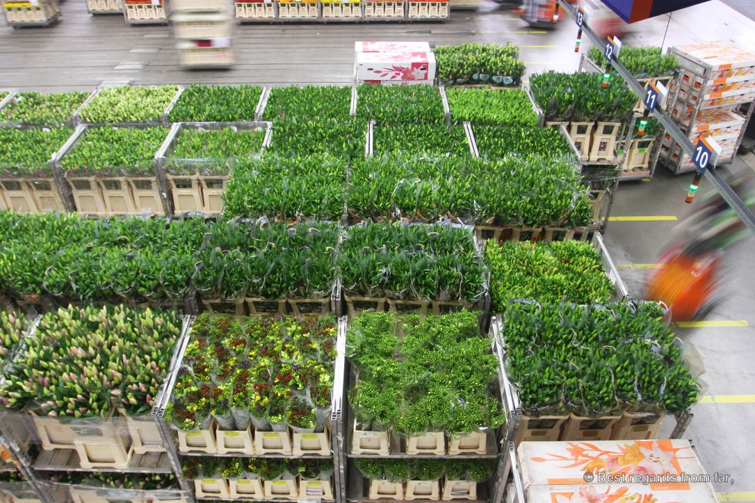 Witness the biggest flower auction in the world! – Best regards from far,