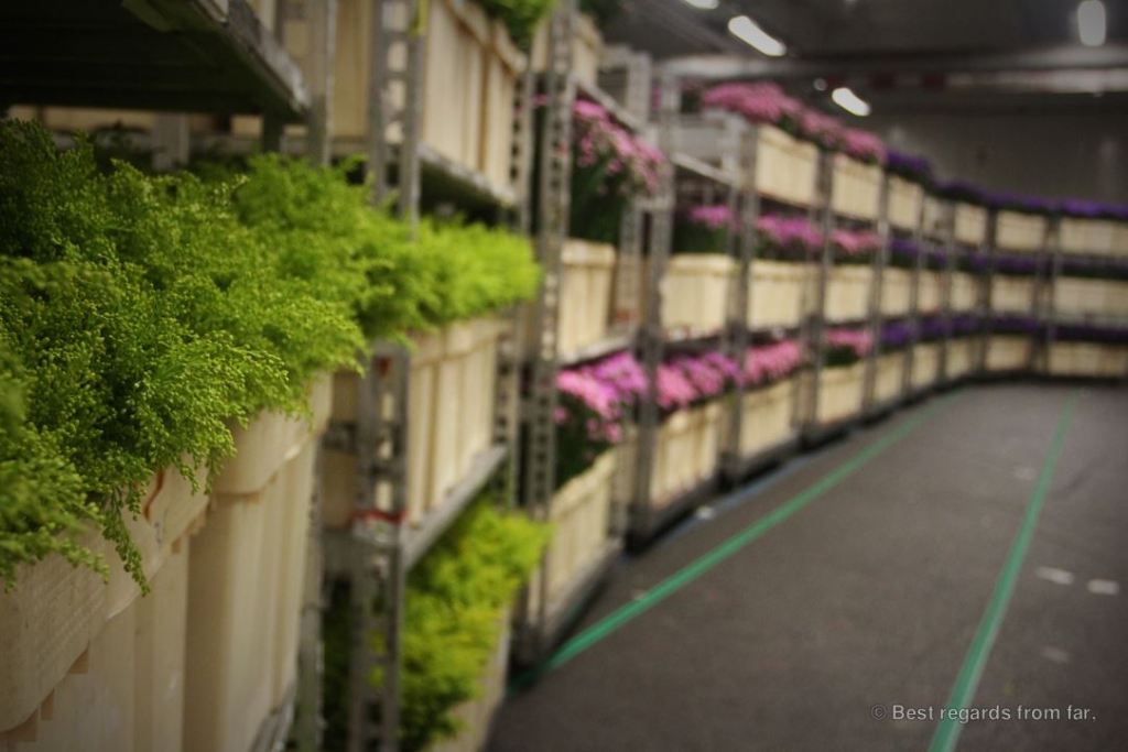 Witness the biggest flower auction in the world! – Best regards from far,