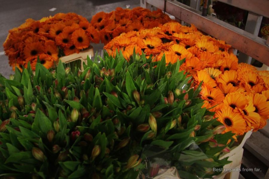 Witness the biggest flower auction in the world! – Best regards from far,