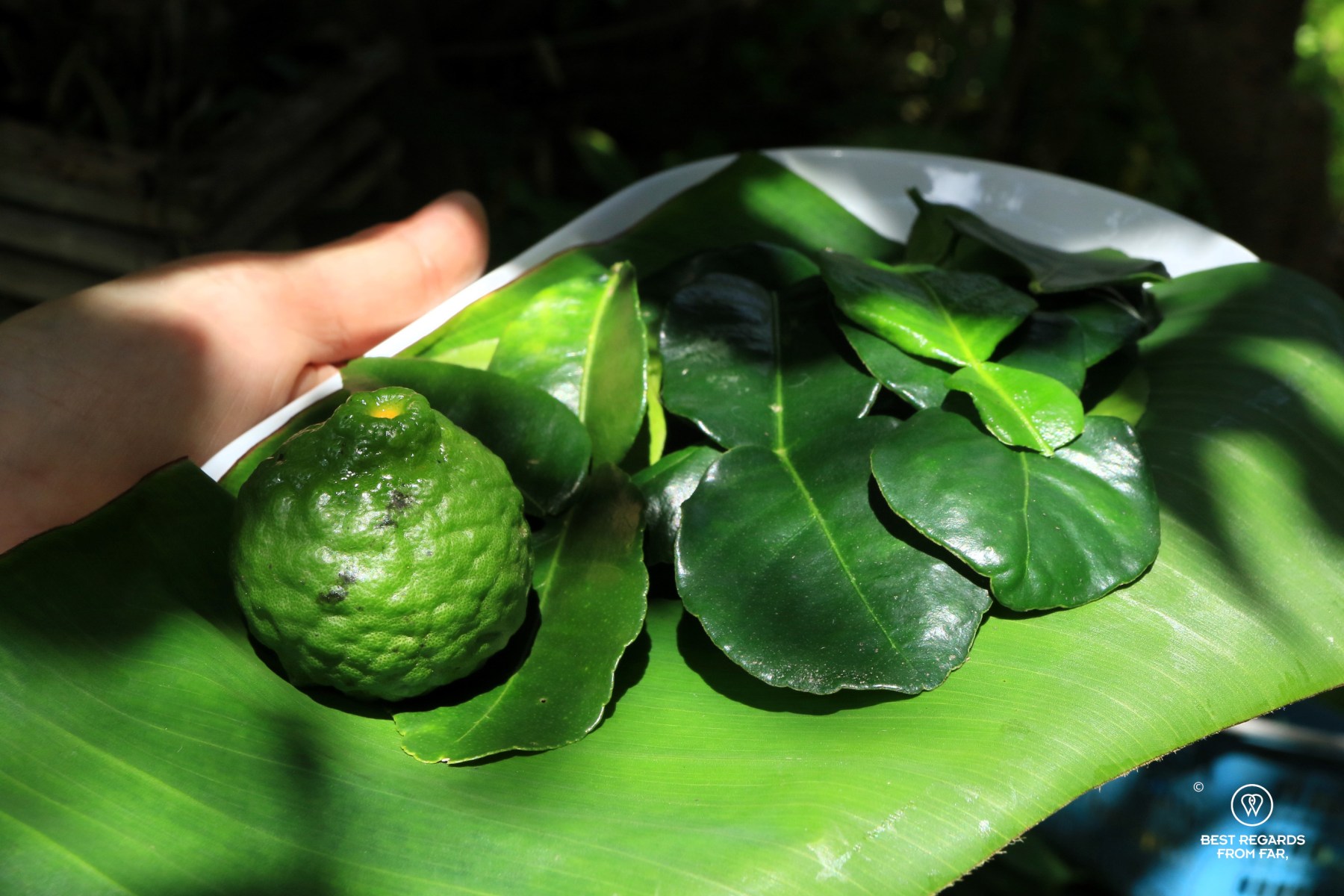 From Market to Plate: Mastering Thai Cuisine in Chiang Mai – Best ...
