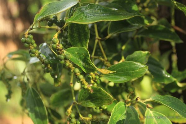 Kampot’s World-Class Pepper & Cambodian Cuisine: A Culinary Adventure ...