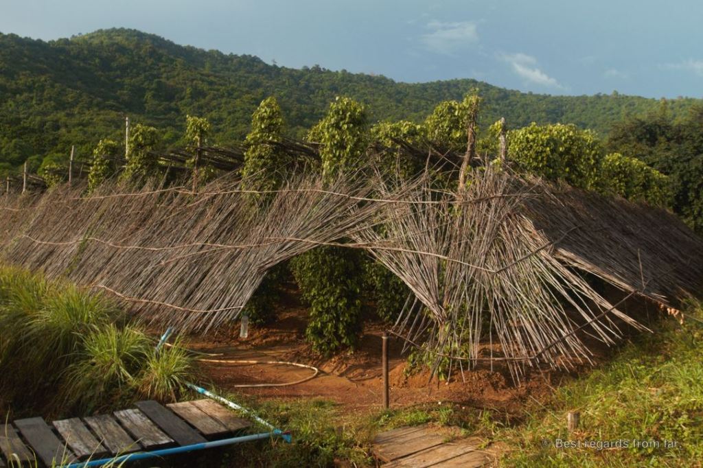 Kampot’s World-Class Pepper & Cambodian Cuisine: A Culinary Adventure ...