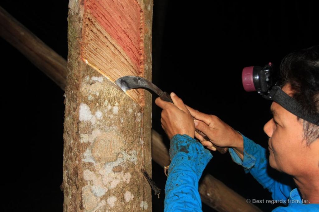 Rubber Tapping in South East Asia – Best regards from far,