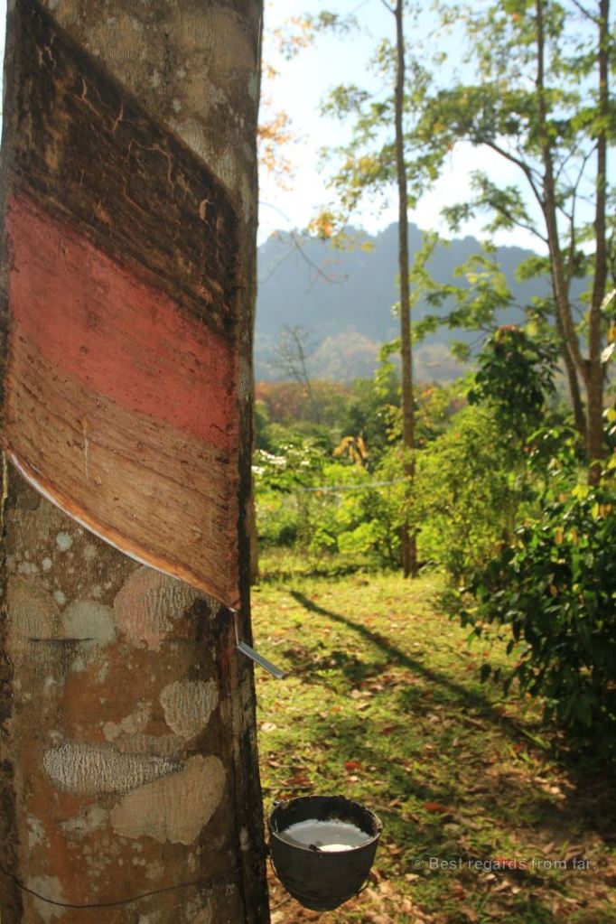 Rubber Tapping in South East Asia – Best regards from far,