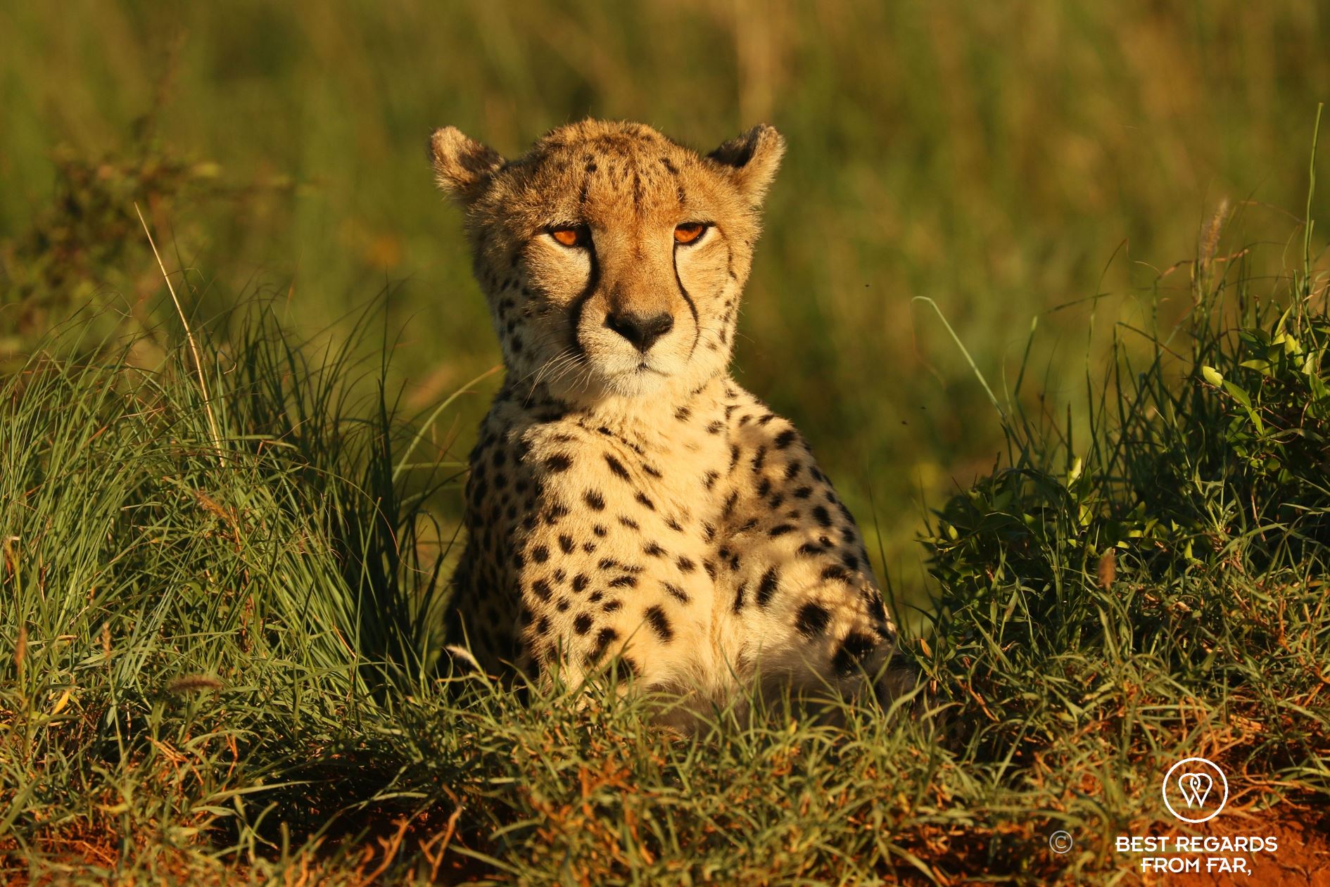 How to select the best game park for your safari in South Africa ...