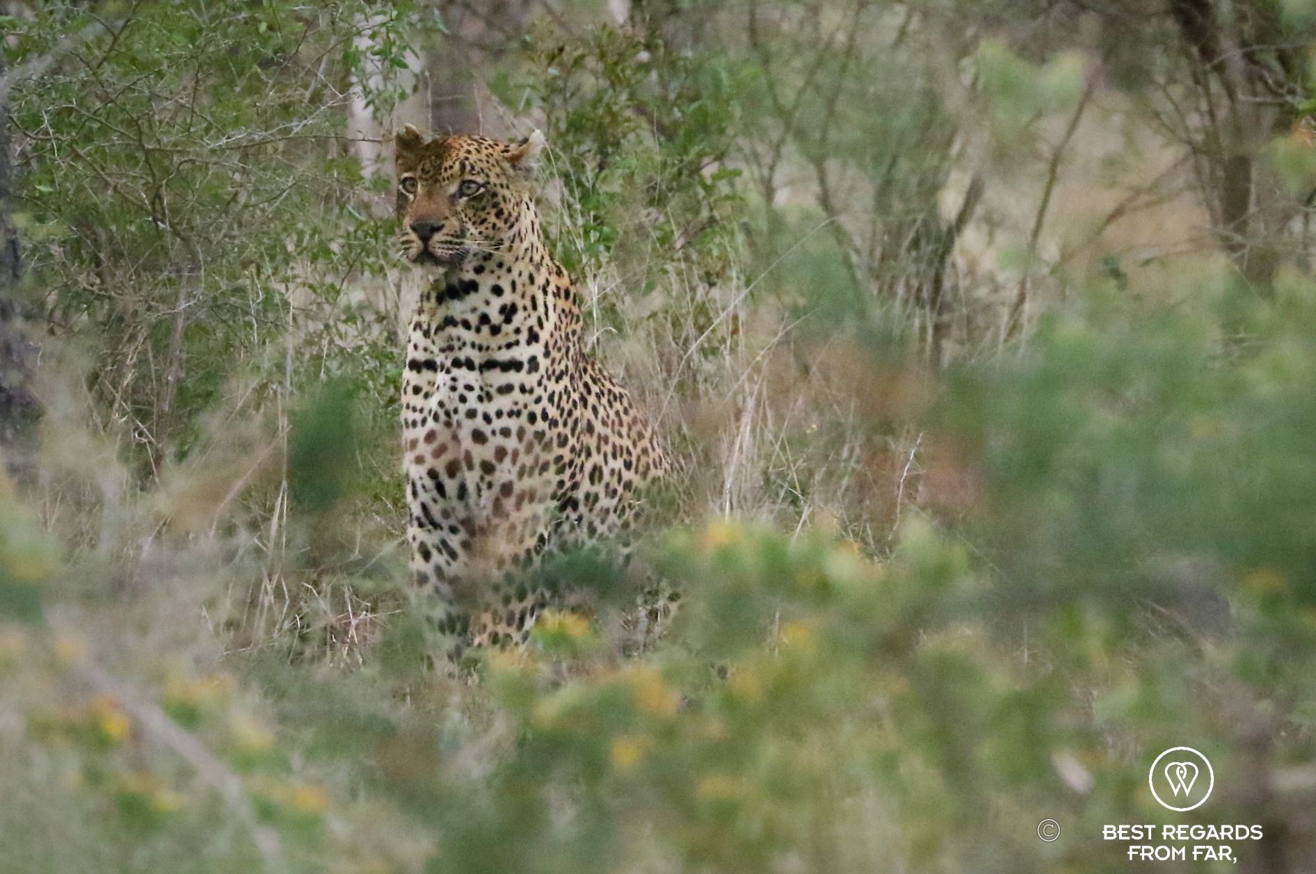 Leopards facts – how & where to spot them in the wild [Africa’s Big 5 ...