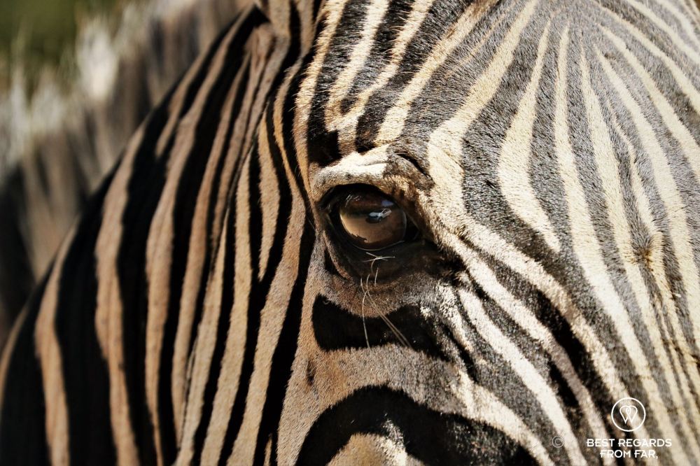 Zebra 1 – Best regards from far,