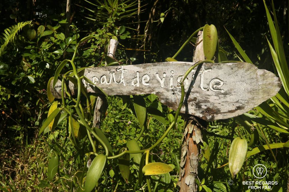 Vanilla heaven in the mountains of Réunion – Best regards from far,