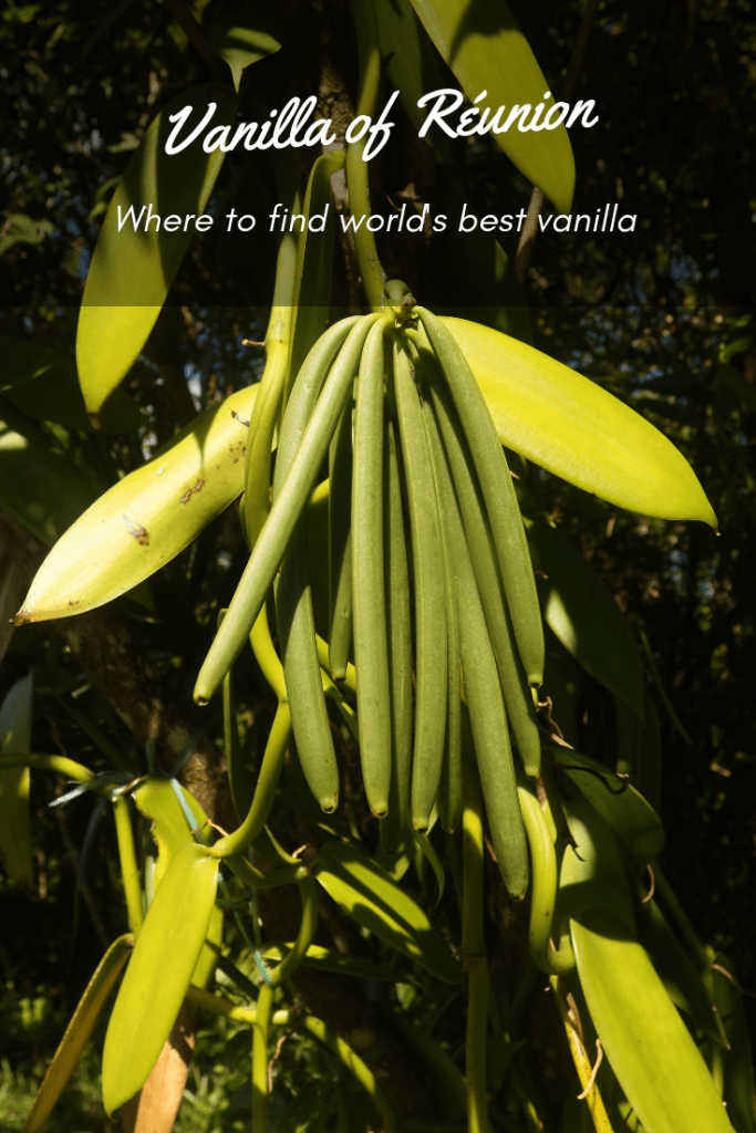 Vanilla heaven in the mountains of Réunion – Best regards from far,