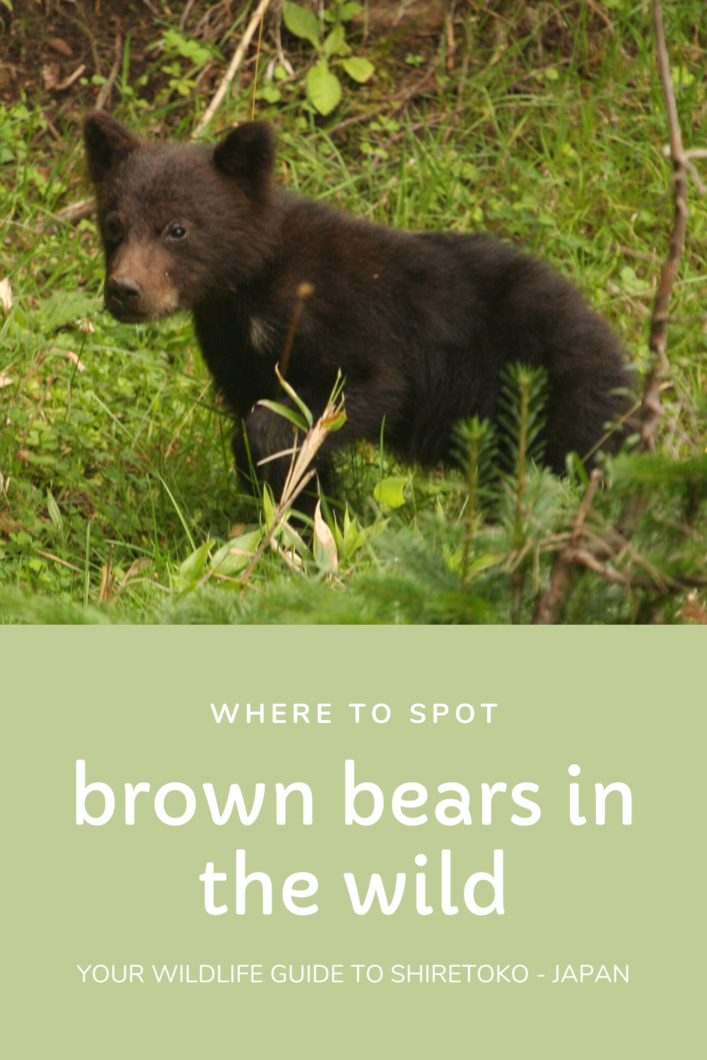 Where & How to See Wild Bears in Japan – Best regards from far,