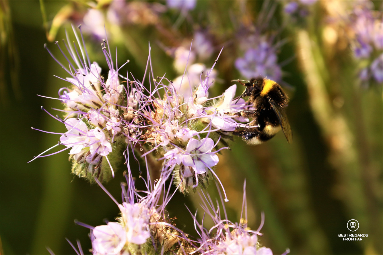 King’s Kitchen Garden – Versailles bumblebee – Best regards from far,