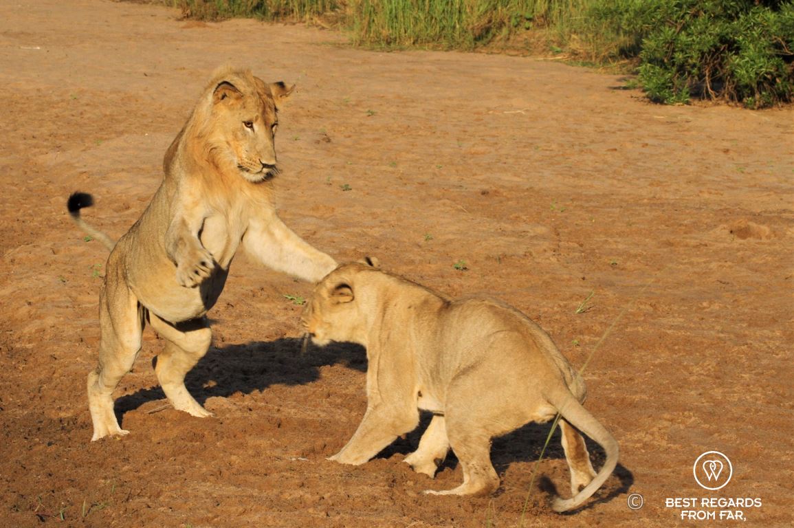 Lions facts – how & where to spot wild lions [Africa’s Big 5 series ...