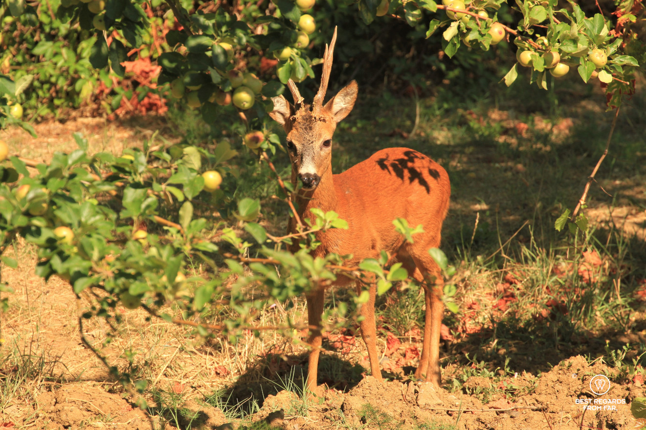 Your 2-day Vespa loop from Siena through Tuscany [Brunello ...