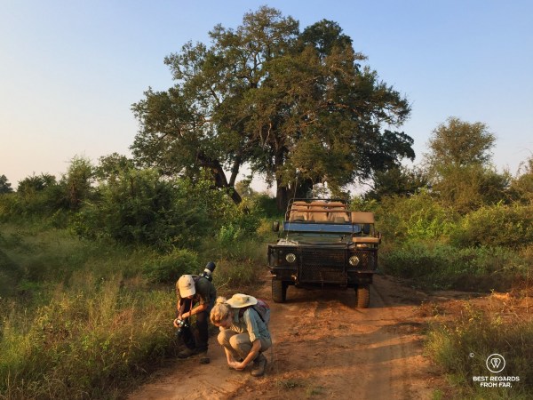 In the tracks of wildlife in Africa – Best regards from far,