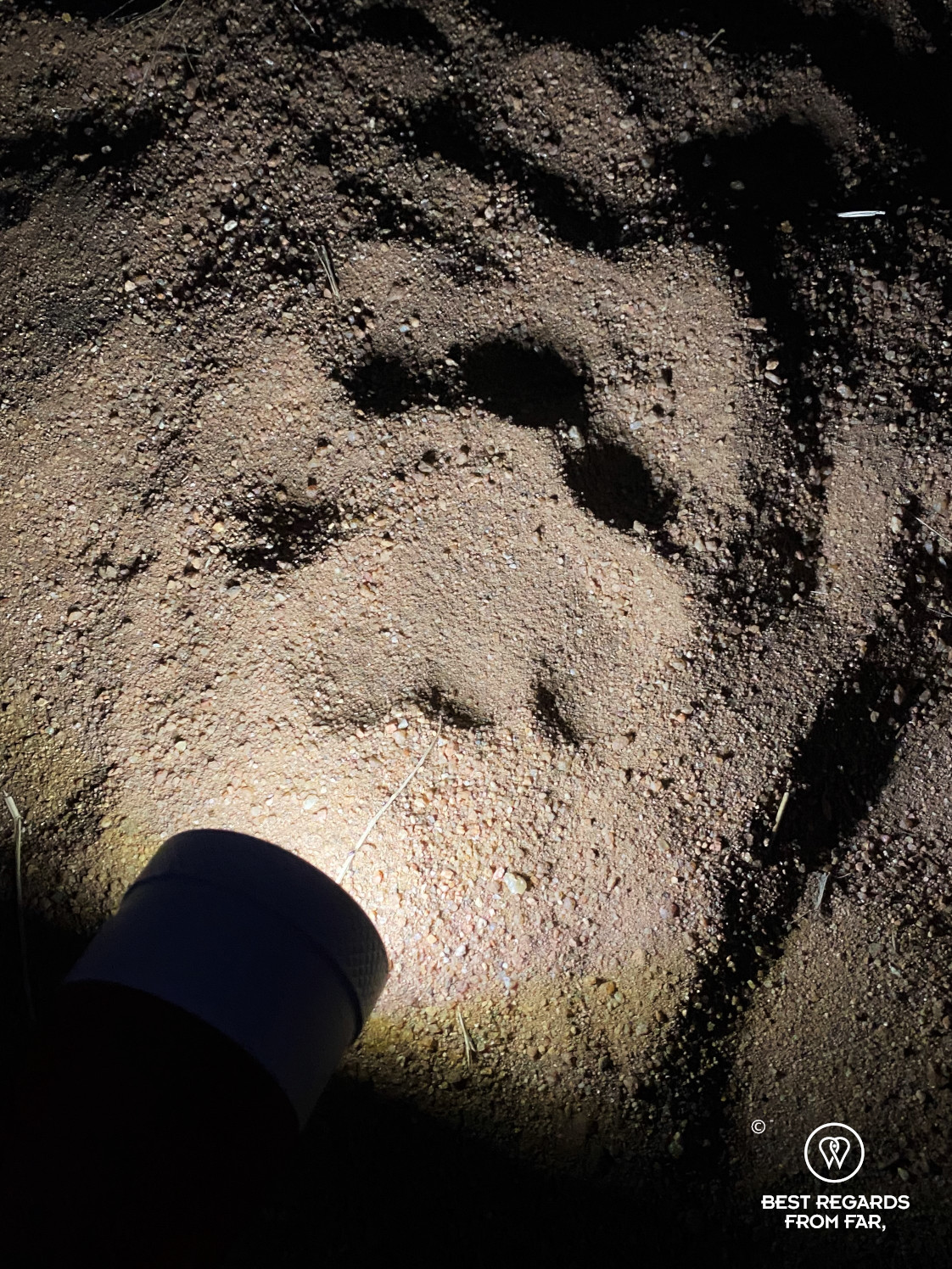 In the tracks of wildlife in Africa – Best regards from far,