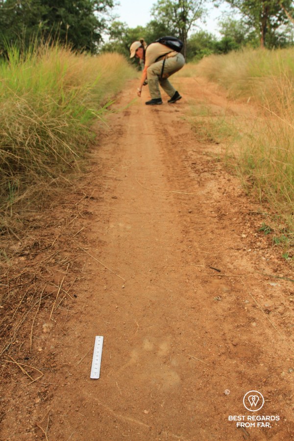 In the tracks of wildlife in Africa – Best regards from far,