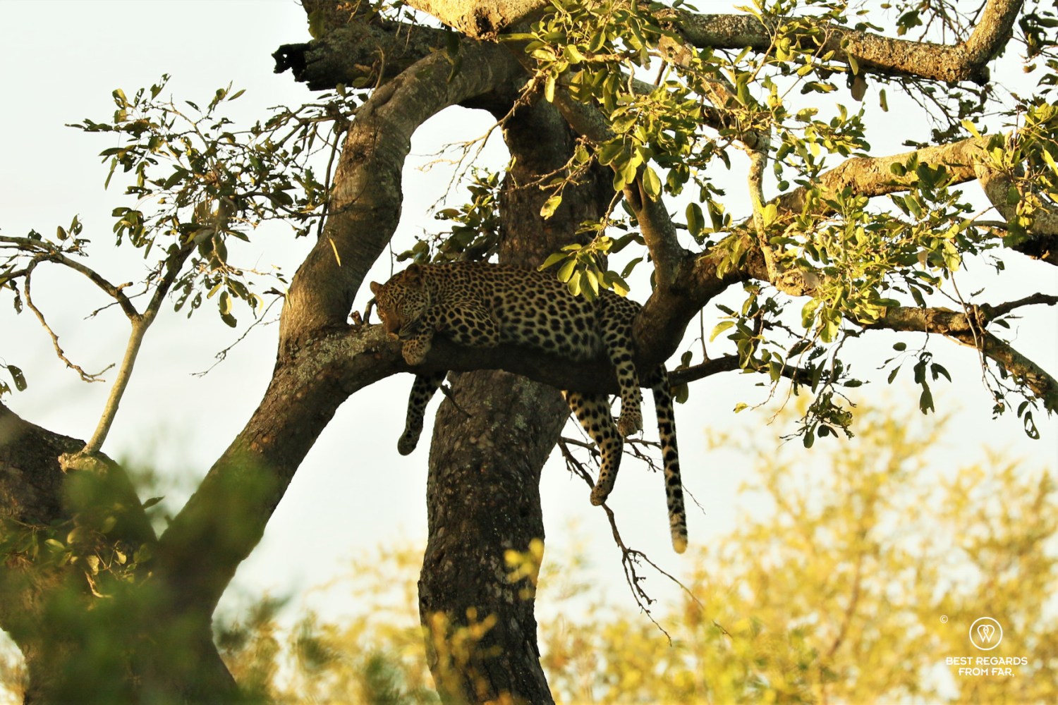 Leopards facts – how & where to spot them in the wild [Africa’s Big 5 ...
