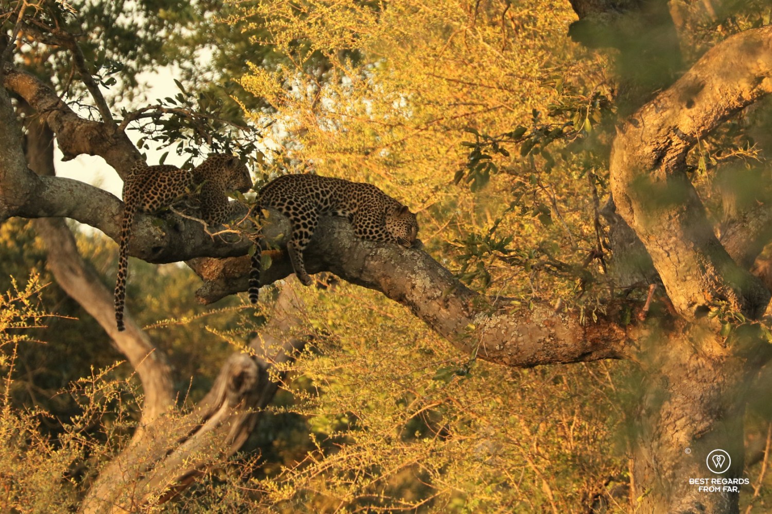 Leopards facts – how & where to spot them in the wild [Africa’s Big 5 ...