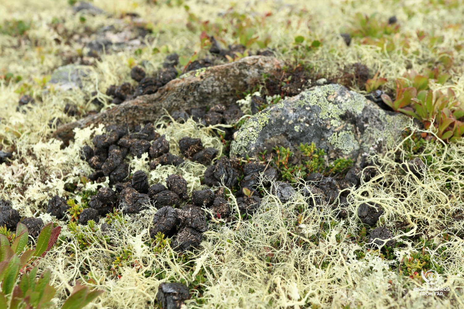 Musk ox safari in the Norwegian mountains – Best regards from far,