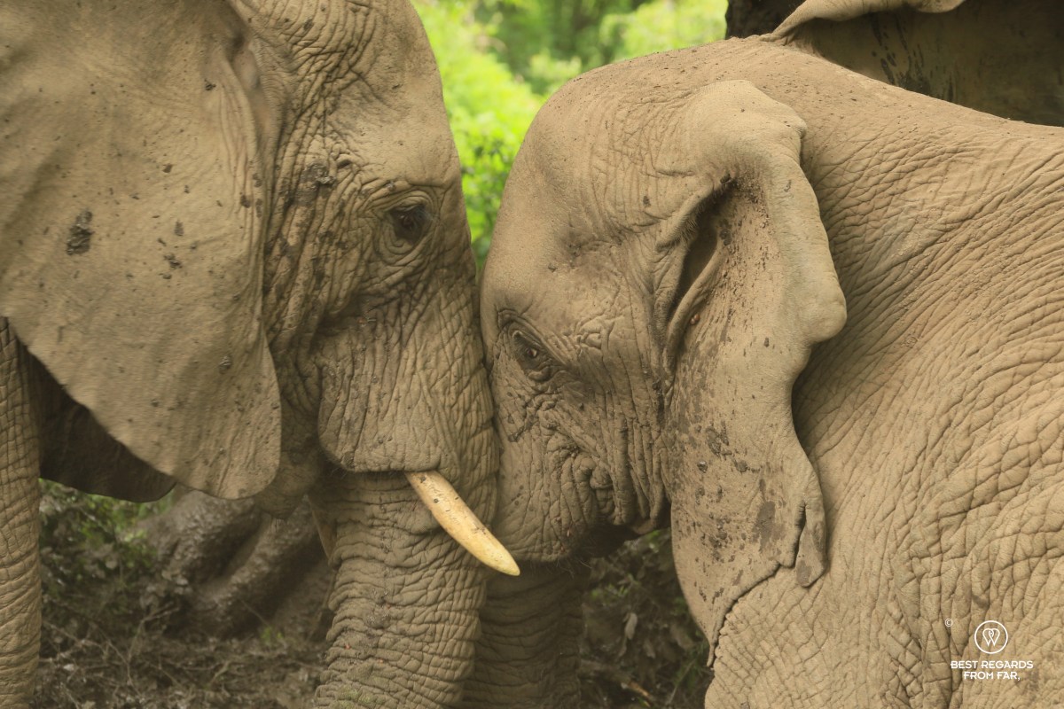 In the footsteps of whispering giants: the guardians of the Thula Thula ...