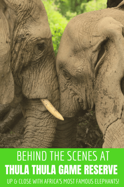 In the footsteps of whispering giants: the guardians of the Thula Thula ...