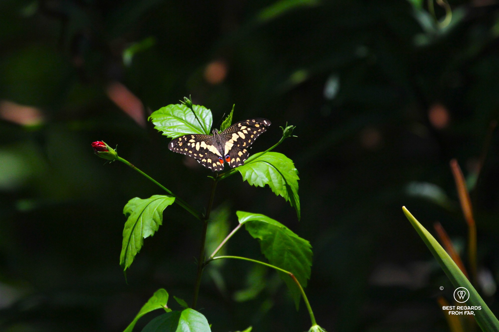 8 top experiences from rainforest to coral gardens on Gaya Island ...