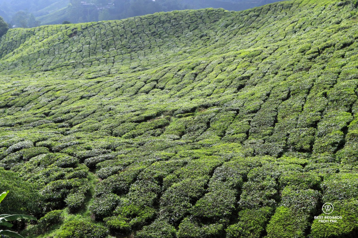The Cameron Highlands: tea, secret agents, and erratic development ...