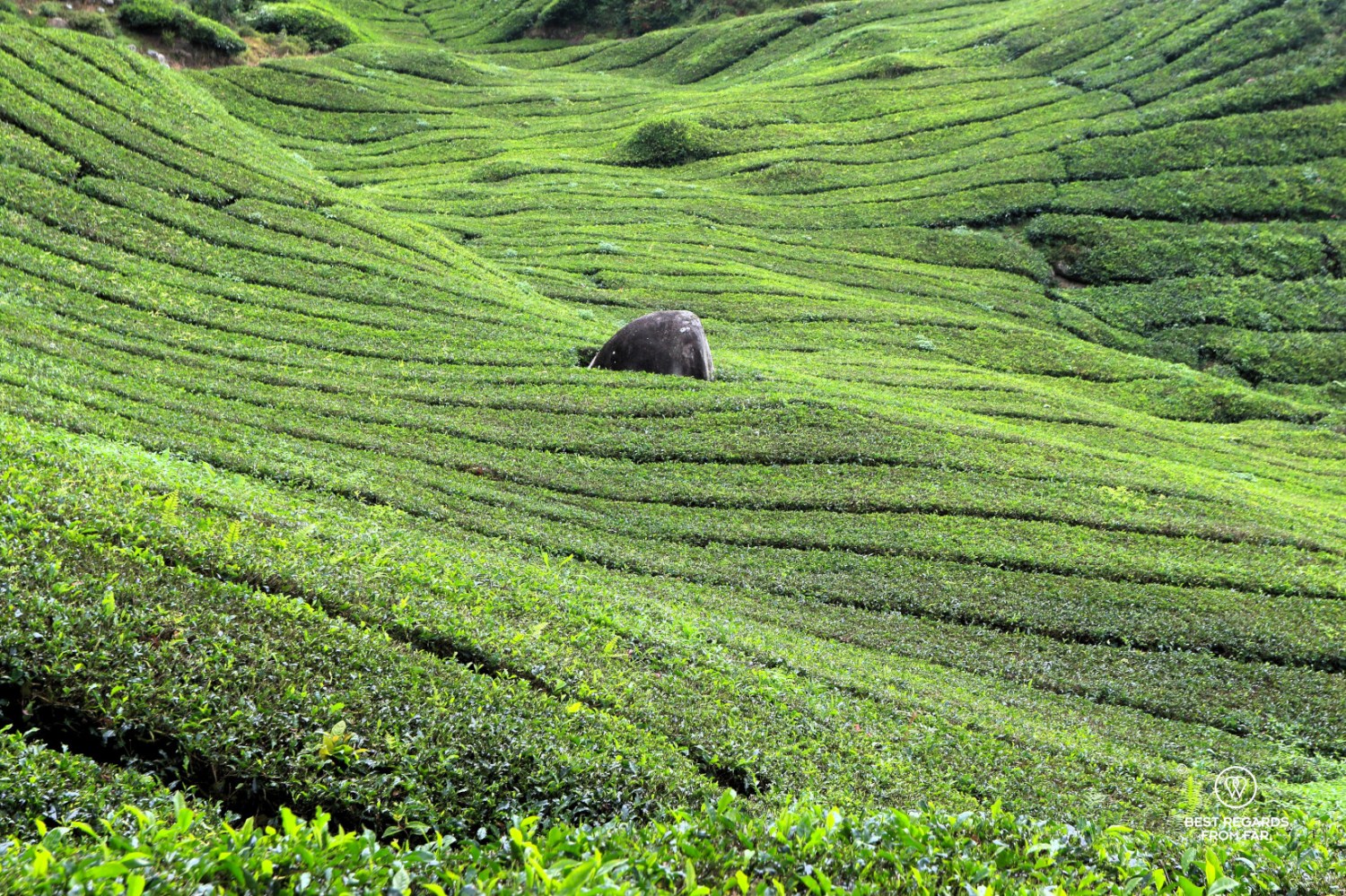 The Cameron Highlands: Tea, Secret Agents, and Erratic Development ...