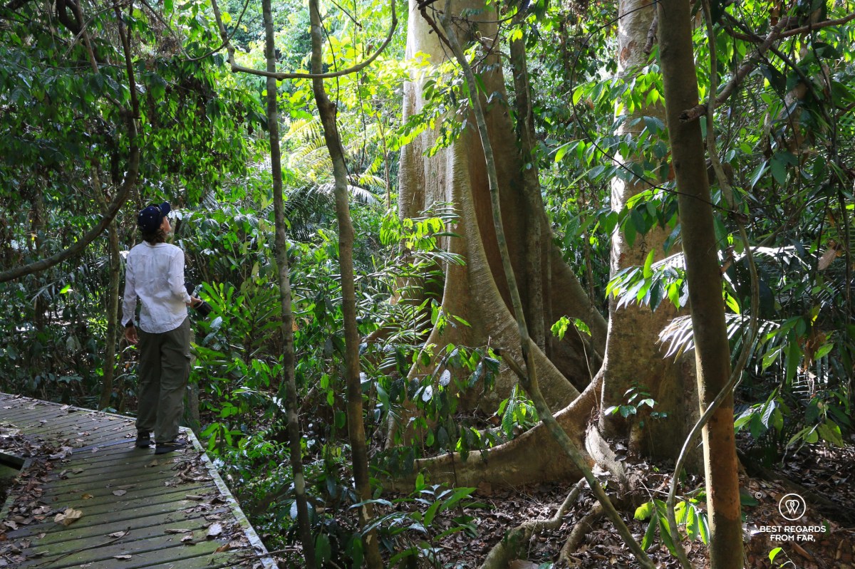 Navigating the Tembeling River to explore Malaysia’s Taman Negara ...