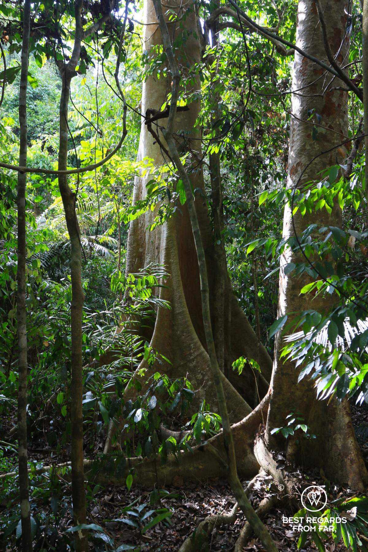 Navigating the Tembeling River to explore Malaysia’s Taman Negara ...