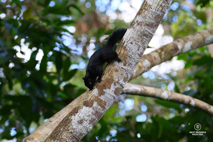 Palm Oil & Wildlife: a delicate balance in Borneo’s rainforest to ...